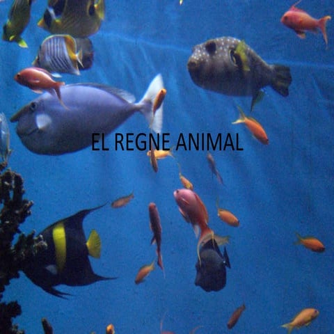 El regne animal | PPT