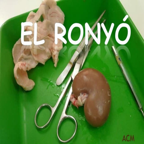 Power point estructura del ronyó | PPTX