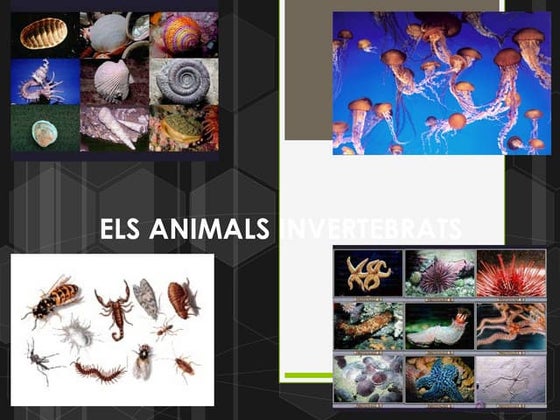 Invertebrats | PPT