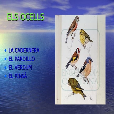 Els Ocells | PPT