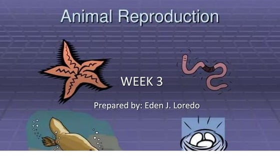 Animal Reproduction | PDF