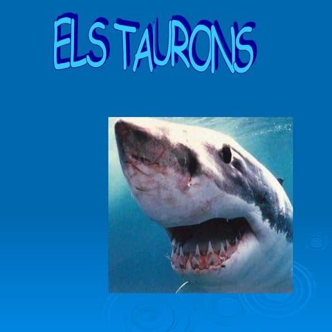 Els Taurons | PPT