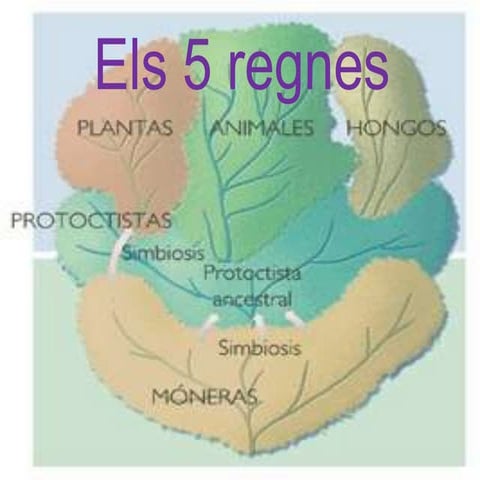 Esquema dels 5 regnes | DOCX