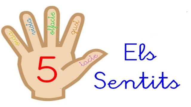 Els 5 sentits