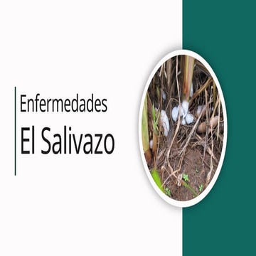 el salivazo: una plaga por combatir. Prácticas eficientes | PPTX