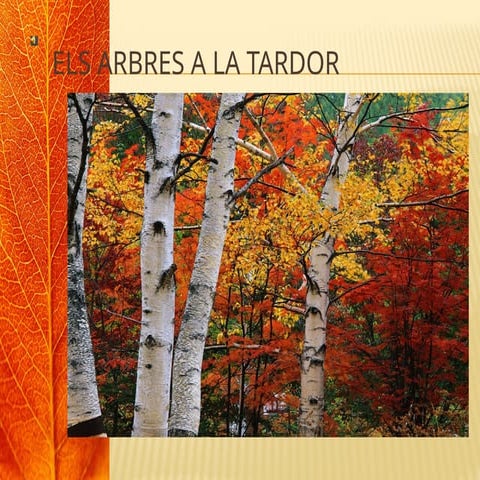 Els arbres a la tardor. Observeu les diferències | PPTX