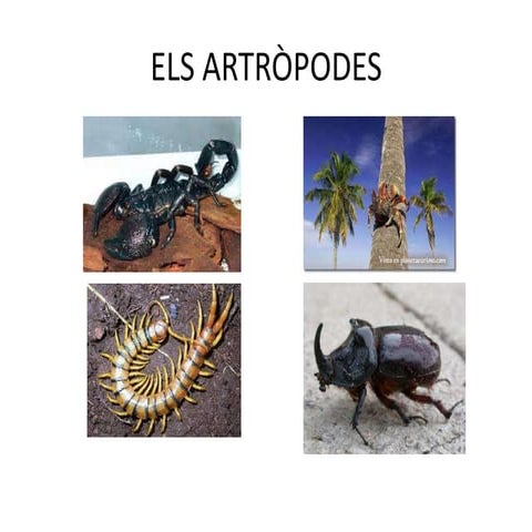 Els artròpodes | PPTX