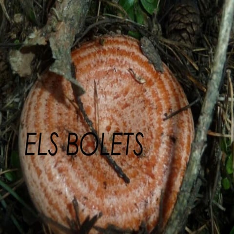 Els bolets | PPT