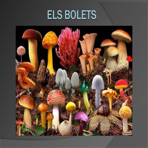 Els bolets.pps