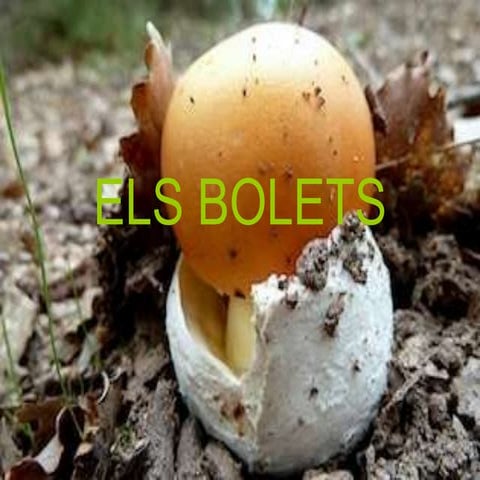 Els bolet sjudit | PPSX