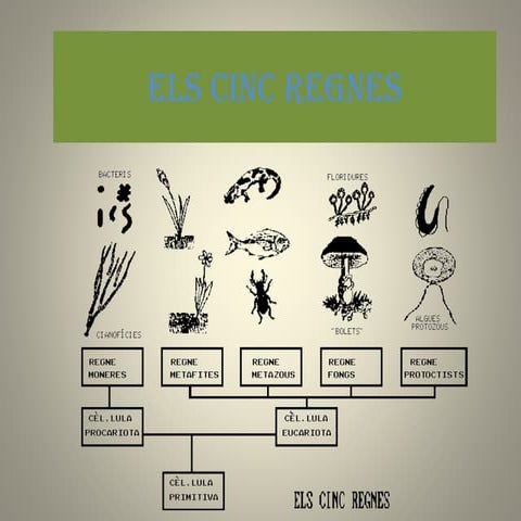 Esquema dels 5 regnes | DOCX