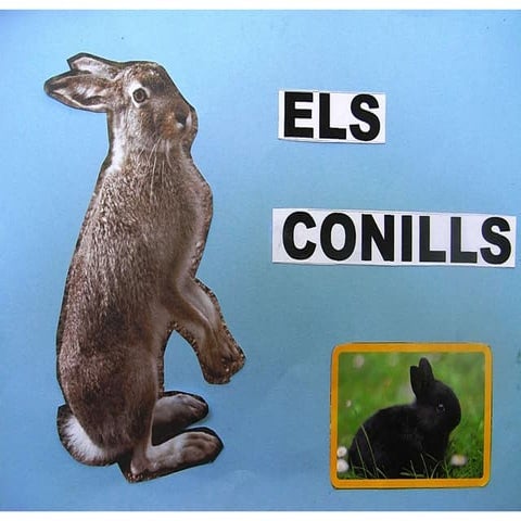 Els conills | PPTX