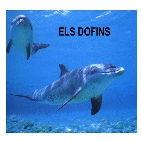 Els Dofins | PPT