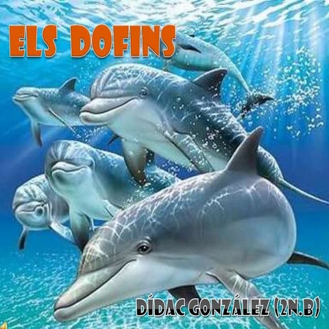 Els dofins | PPSX | Zoos & Aquariums | Attractions