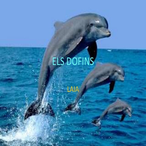 Power point del delfin | PPTX