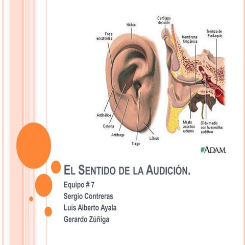 El sentido de la audición | PPTX