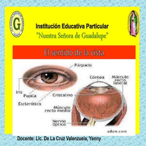 El sentido de la vista | PPTX