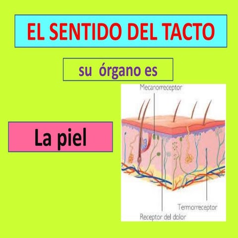 El sentido del tacto 2º | PPTX