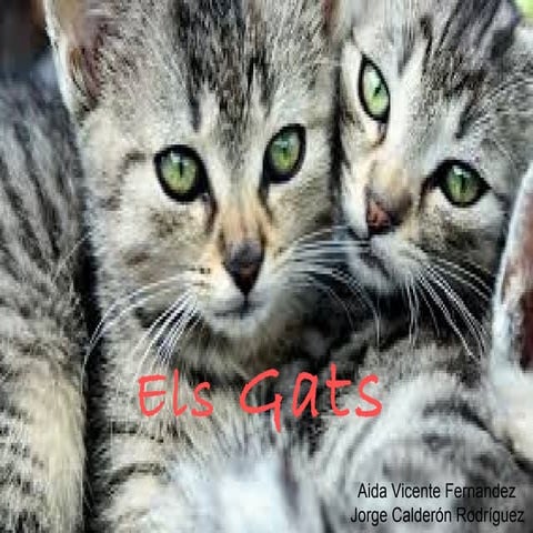 Els gats | PPT