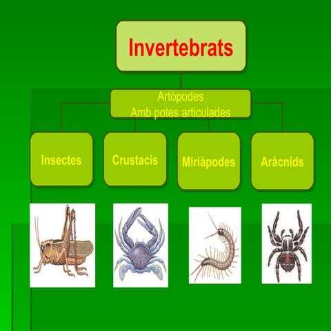 Els invertebrats | PPT