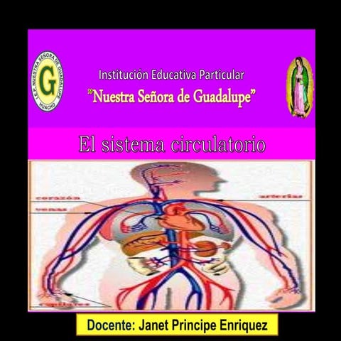 El sistema circulatorio | PPTX