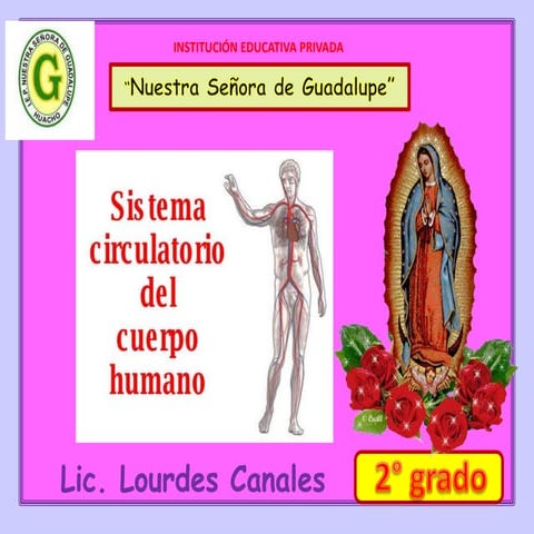 El sistema circulatorio 2º | PPTX