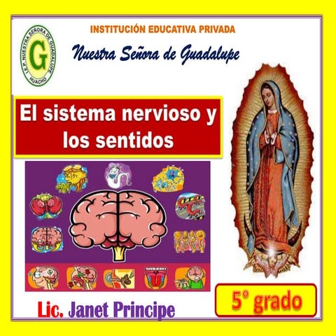 El sistema nervioso y los sentidos | PPTX