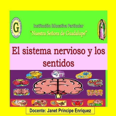 El sistema nervioso y los sentidos | PPTX
