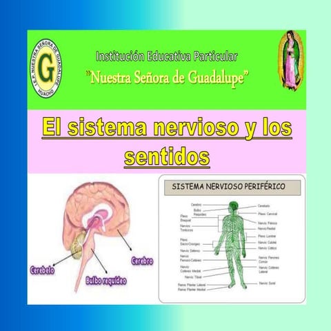 El sistema nervioso y los sentidos | PPTX