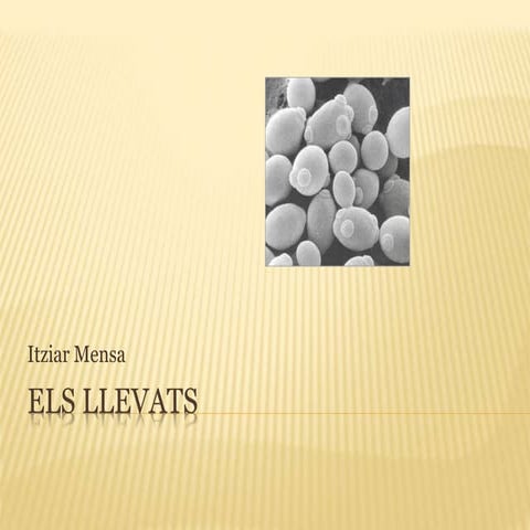 Els llevats | PPTX