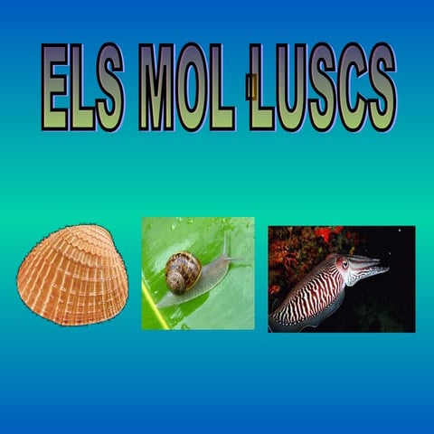 mol·luscs en general | PPTX