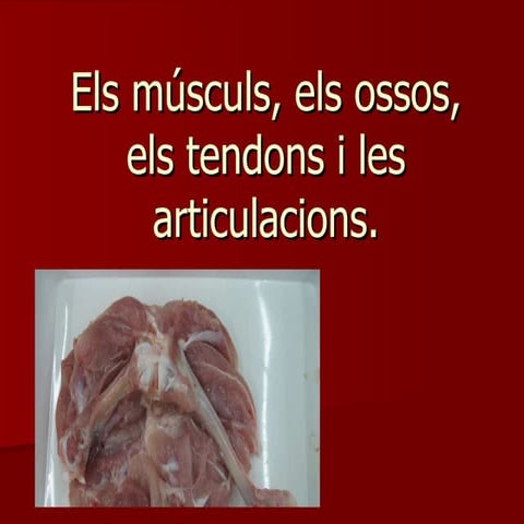 Els músculs, els ossos, els tendos | PPT