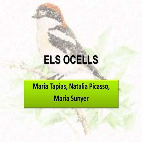 Els ocells ♥ | PPTX