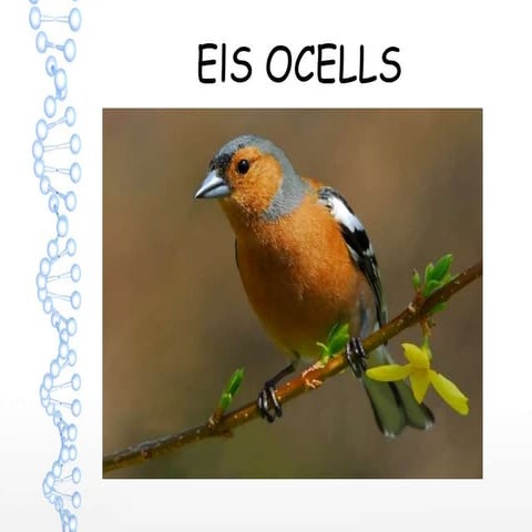 Els ocells | PPT