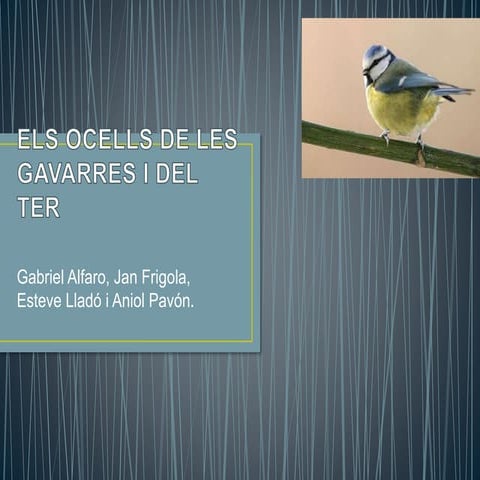 Els ocells de les Gavarres i del Ter | PPTX