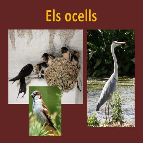 Els ocells ppt | PDF
