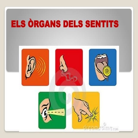 ELS_ORGANS_DELS_SENTITS_ 3ESO- BioGeo.pptx.ppt.pptx