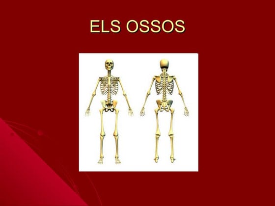 Aparell locomotor | PPT