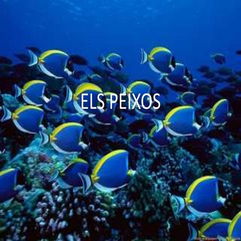 Els peixos | PPT