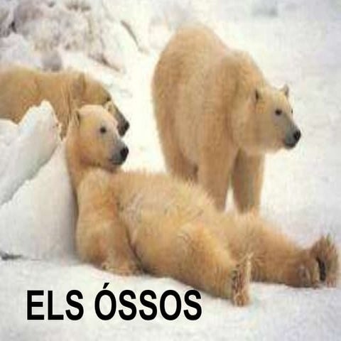 Els óssos | PPT