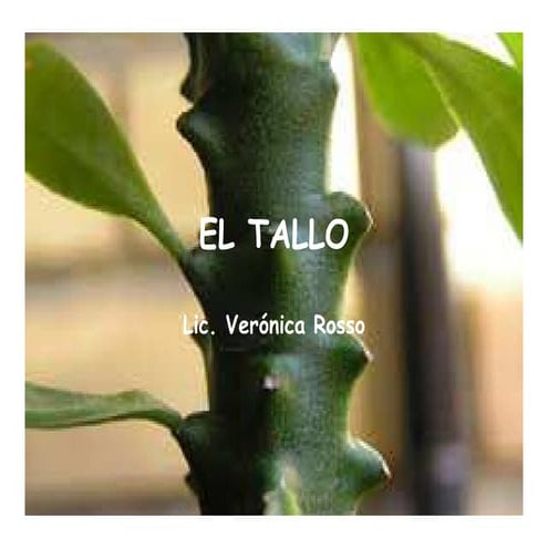 El Tallo (Prof. Verónica Rosso) | PDF