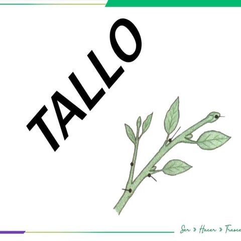 5.2 Clasificacion Tallo.pdf partes de un tallo | PDF