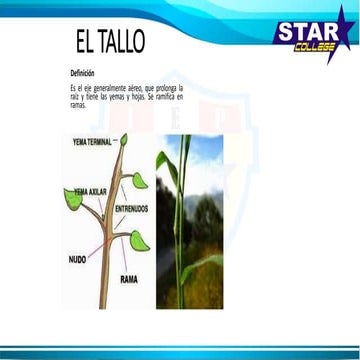 El tallo | PPTX