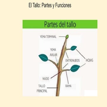5.2 Clasificacion Tallo.pdf partes de un tallo | PDF