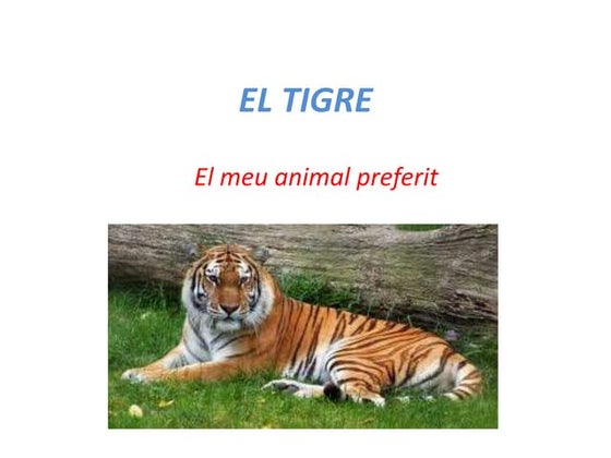 Tigre blanc panthera tigris | PPTX