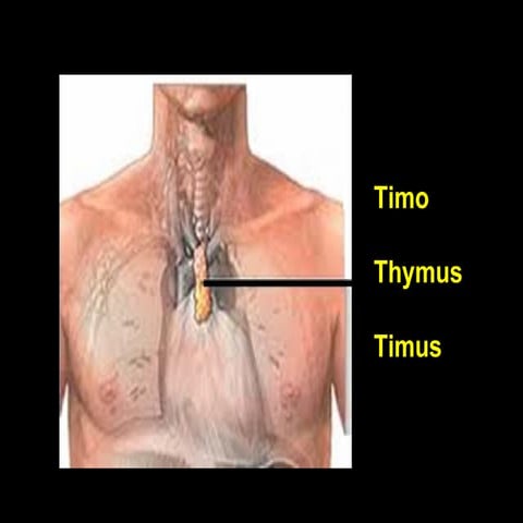 El Timo | PPS