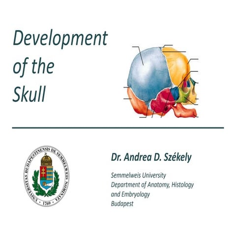 EM-I-Székely-Skull-deve lopment.pdf