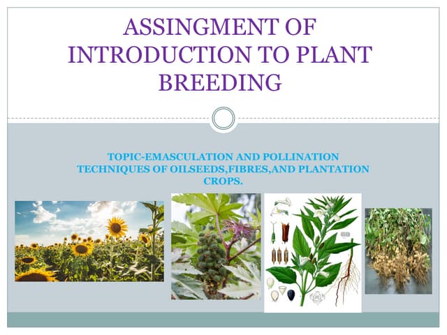 Emasculation, crossing techniques in cereals (Rice, Wheat, Maize) | PPTX