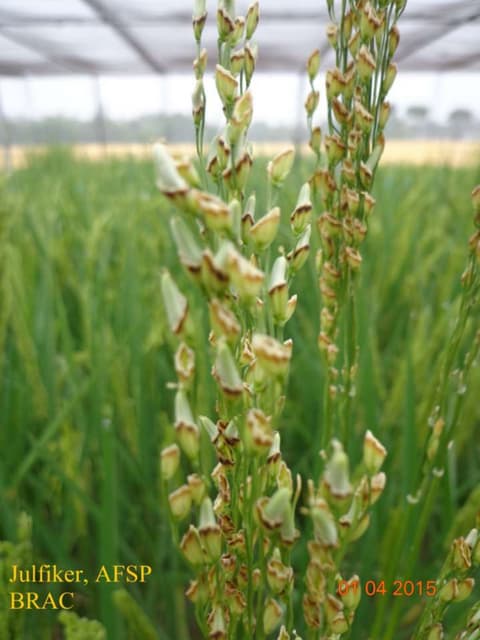 Integrated rice-vegetable- fish- fruit culture | PPT