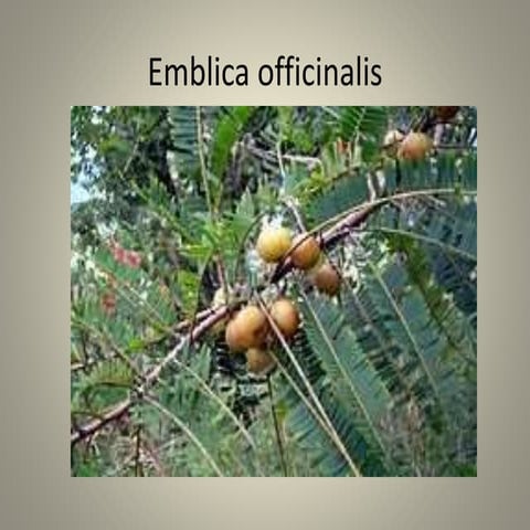 Emblica officinalis | PPTX